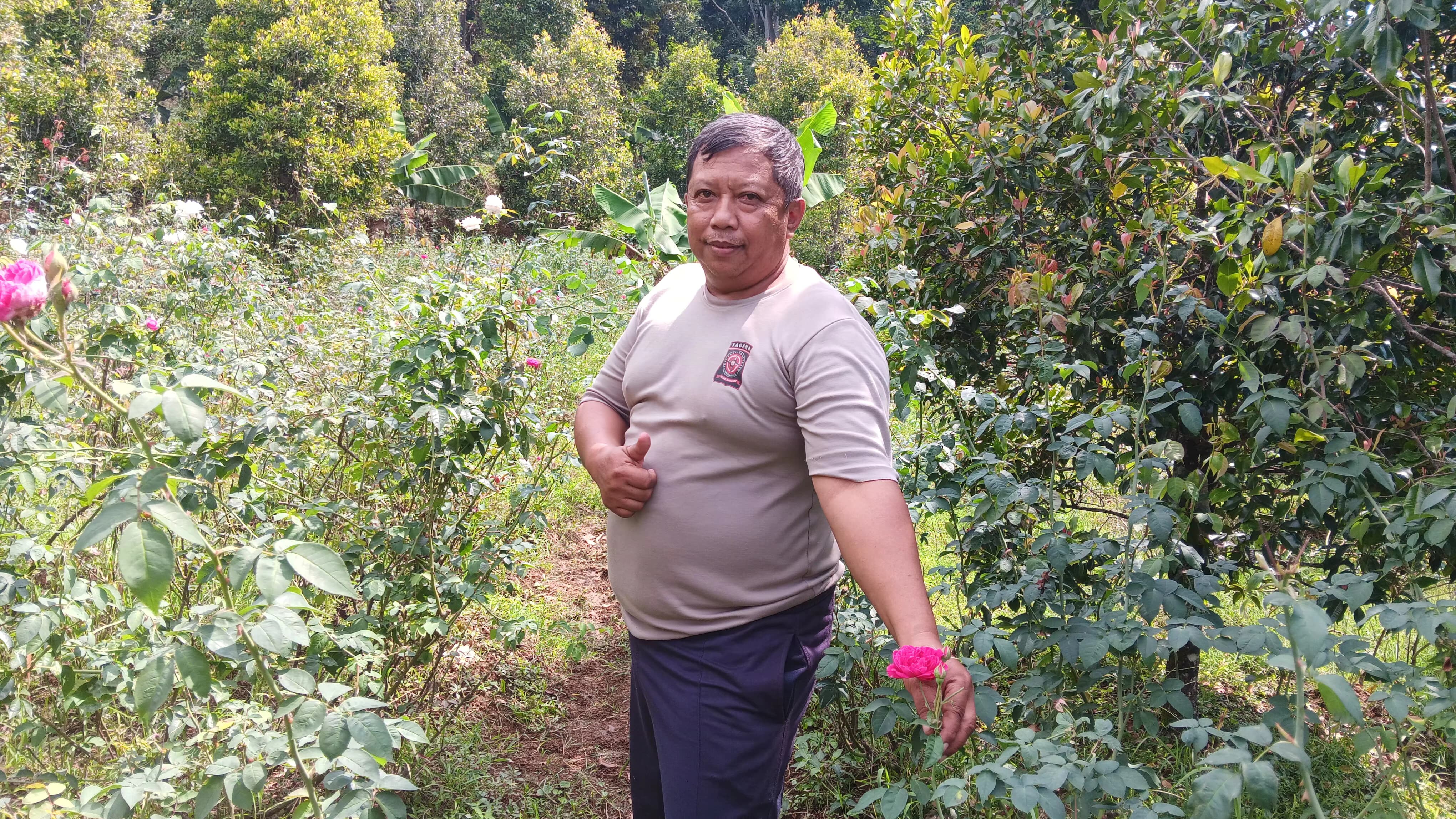 Desa Ngliman di Nganjuk menjadi Penghasil Mawar Terbesar se-Karesidenan ...