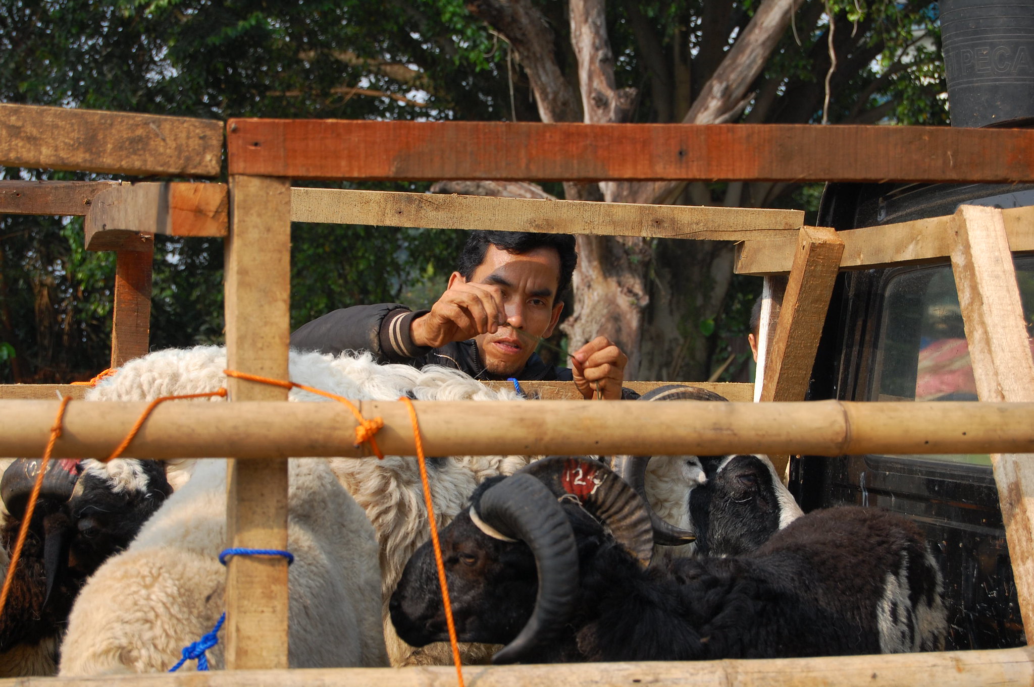 Hadir di Dieng Culture Festival 2024: Festival Domba Batur, Warisan ...
