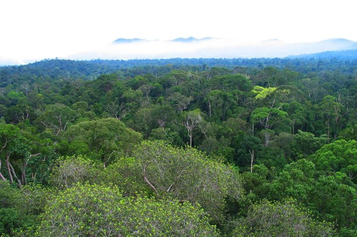 Hutan Borneo, Hutan Tertua Melebihi Hutan Hujan Amazon yang Ada di ...