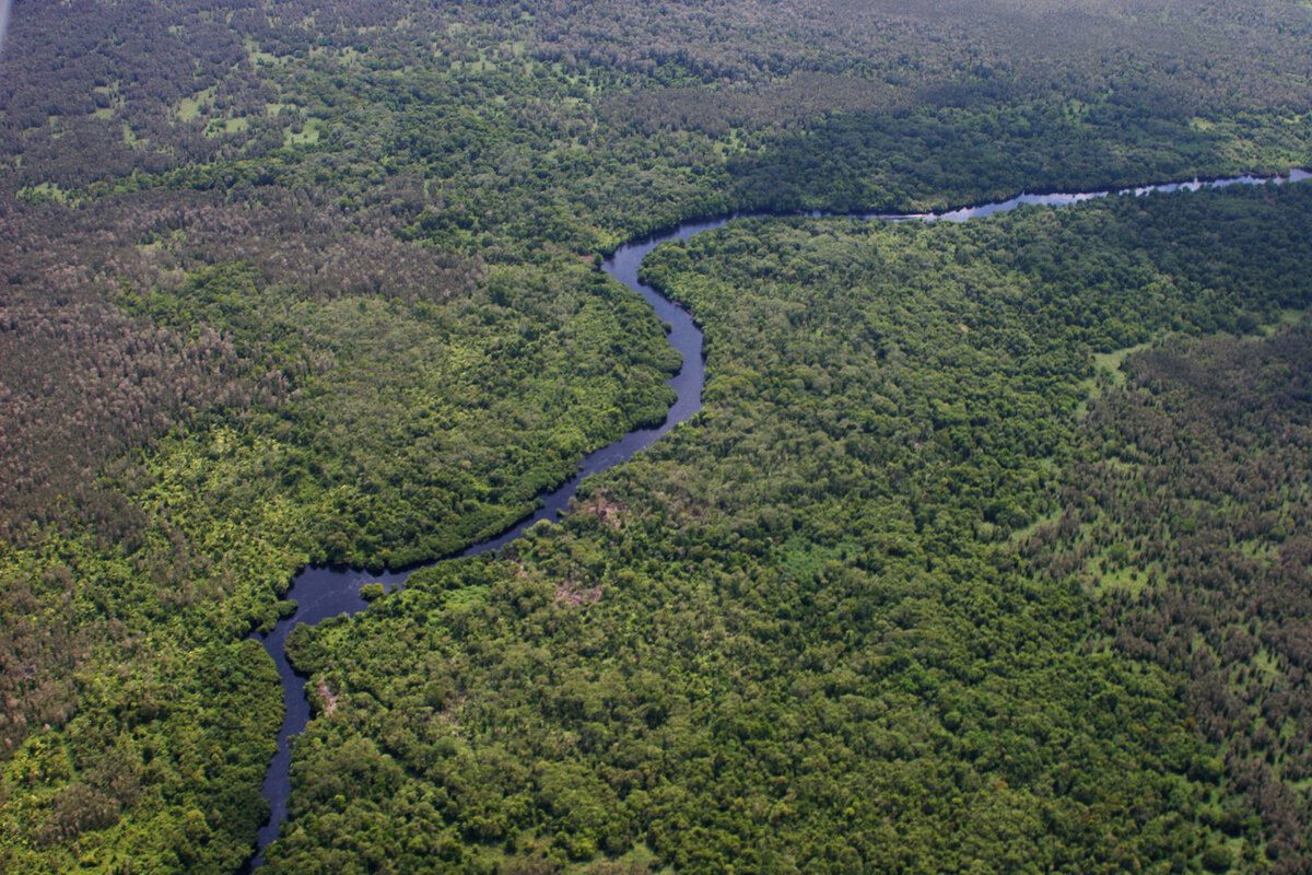 Hutan Rawa Gambut, Aset Penting untuk Keseimbangan Ekologi dan Sosial ...