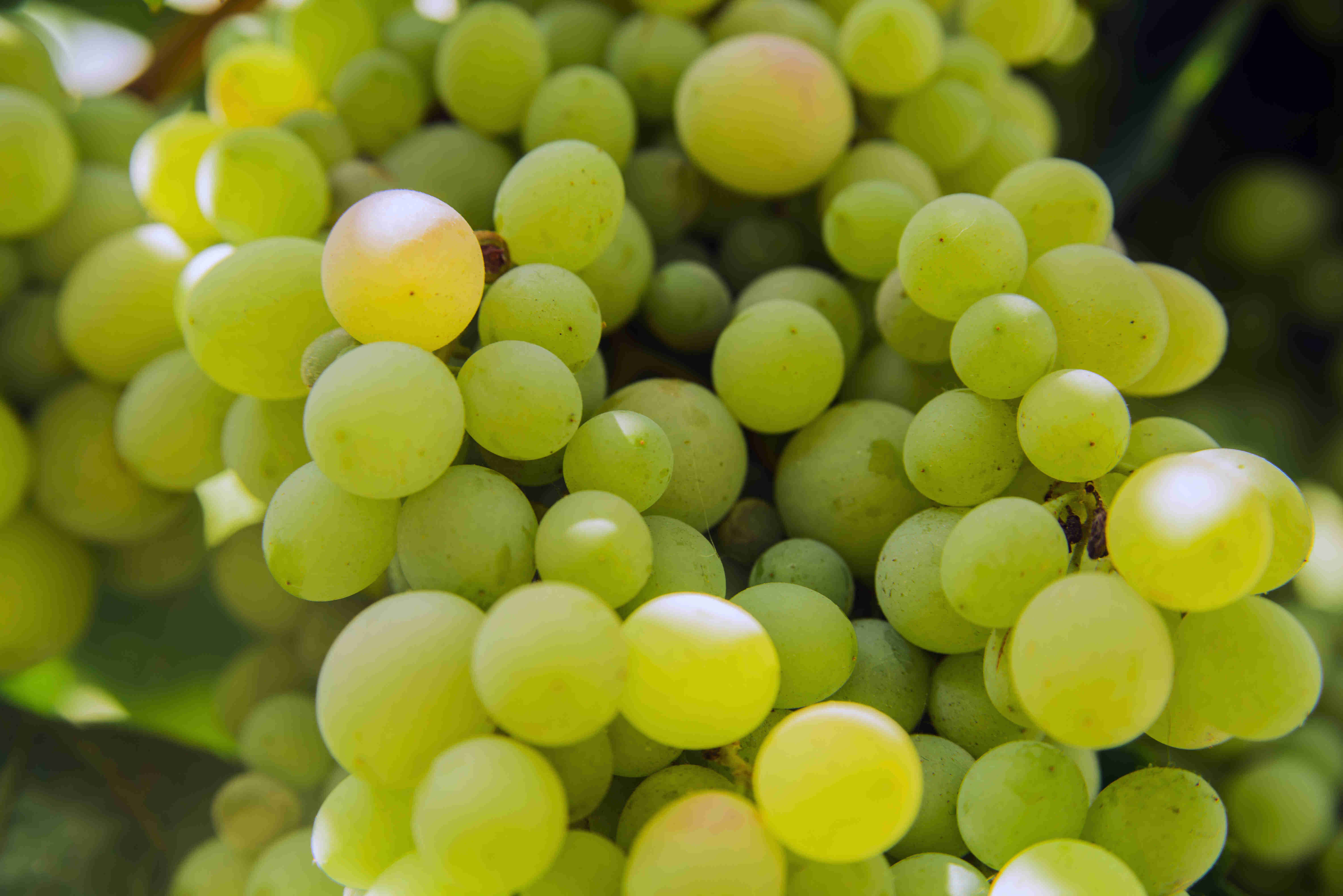 Ini Cara Aman Makan Anggur Shine Muscat