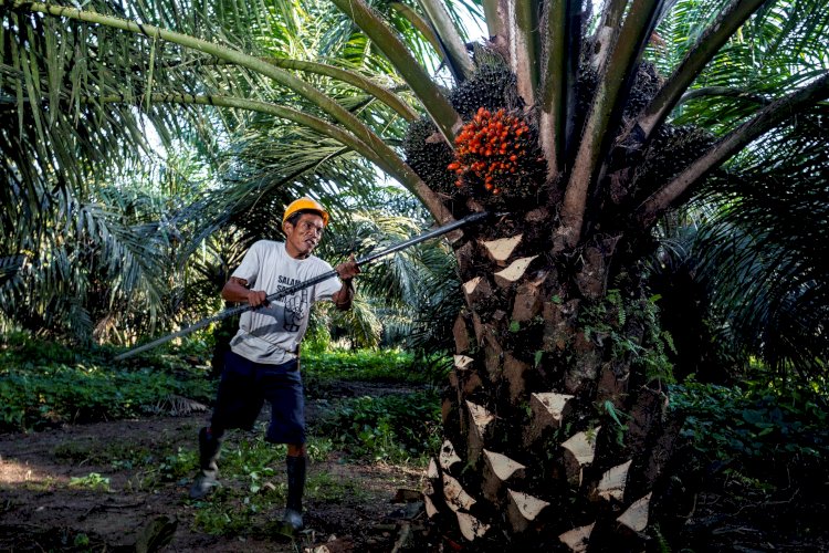 Kelapa Sawit Bawa Indonesia Melejit, Siapkah BPDPKS Membawa Indonesia Menuju Net Zero Emission?