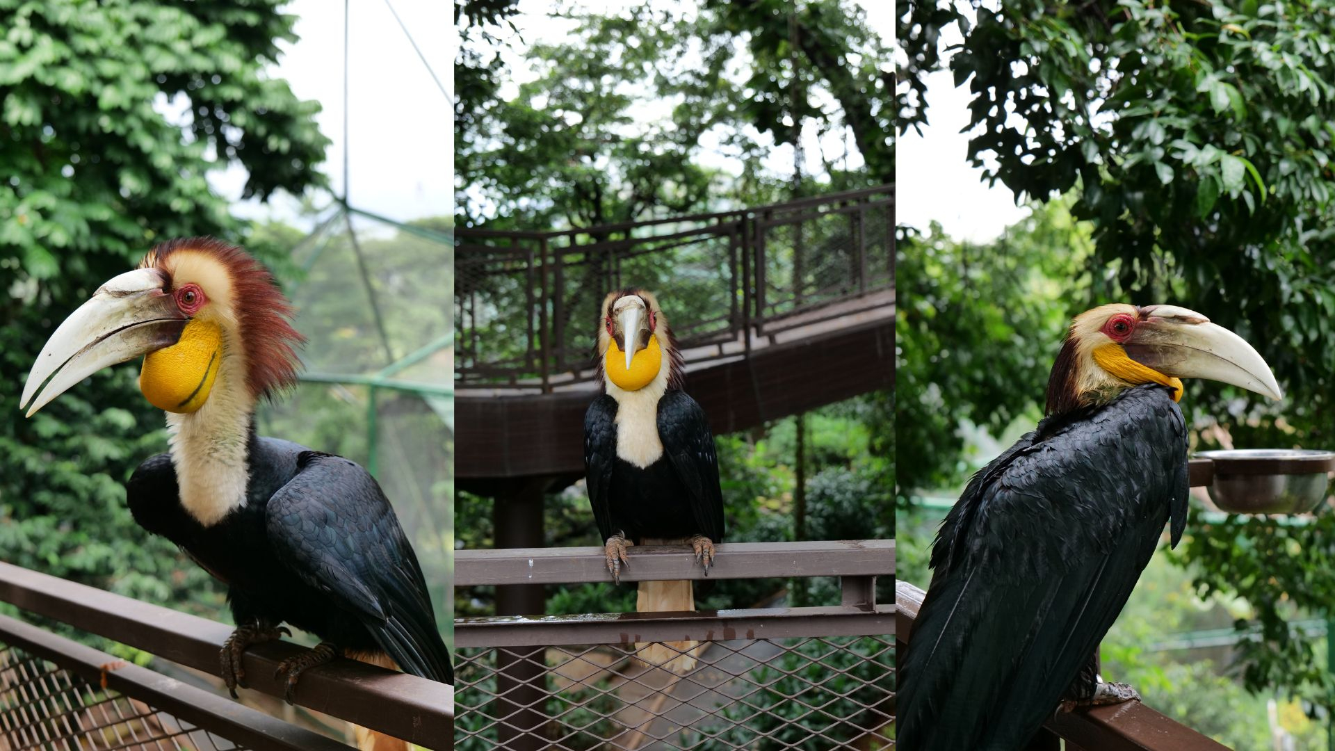 Kenali Spesies Burung yang Terancam Punah, Ikon Baru Edukasi dan ...