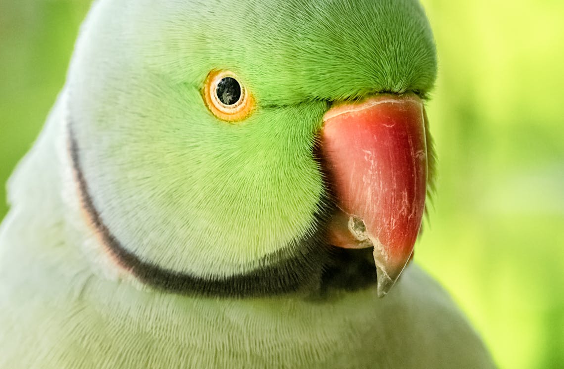 Kisah Raja Burung Parkit dari Aceh yang Memiliki Suara Kicauan Merdu