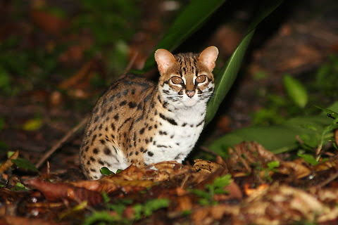 Kucing Kuwuk, Anabul Mini Asli Indonesia yang Suka Menyendiri