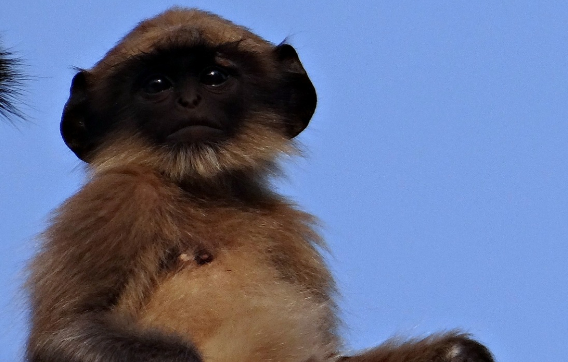 Legenda Lutung Kasarung dari Jawa Barat, Kisah Pemuda Kayangan yang ...