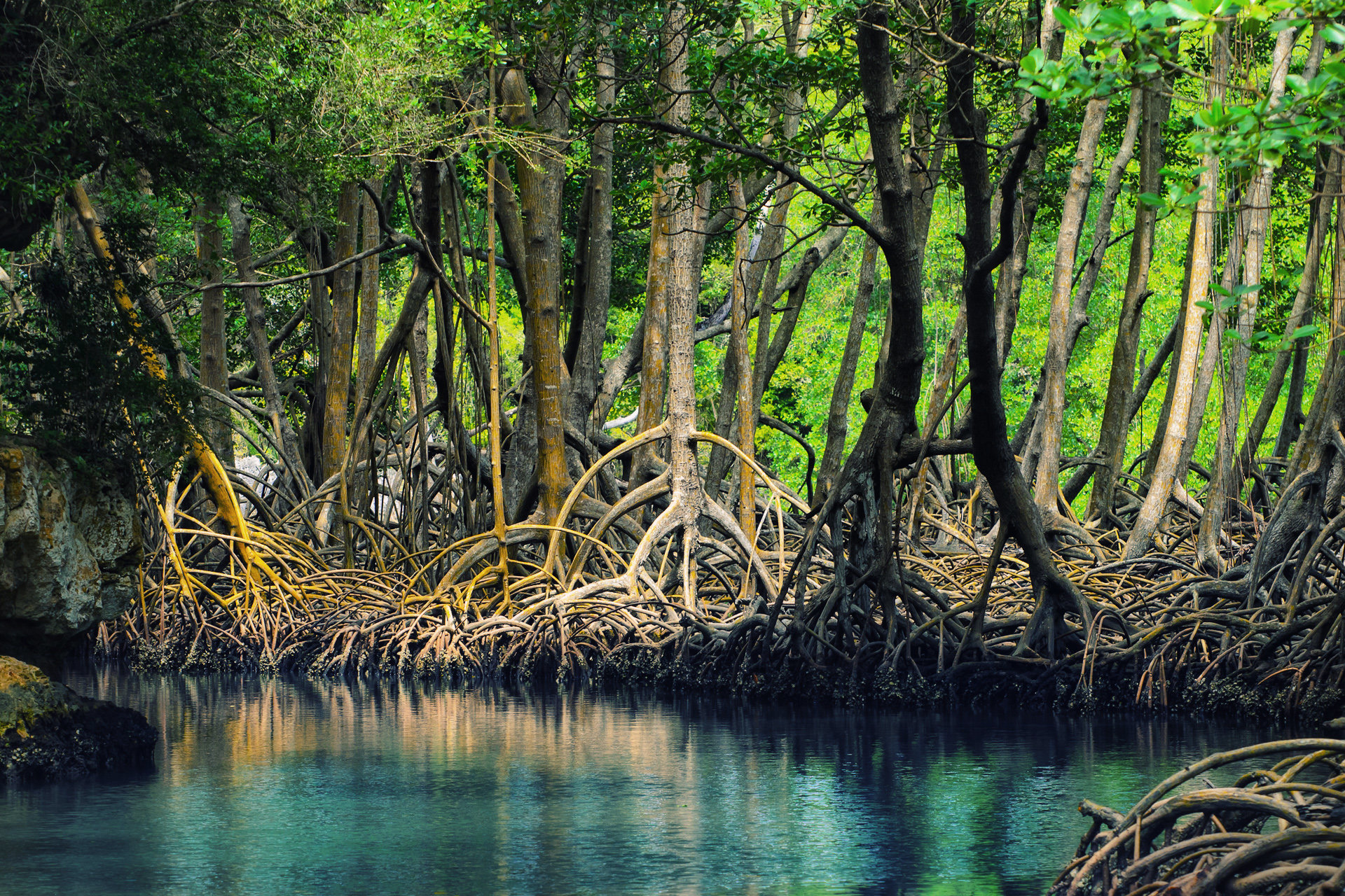 Mangrove Ternyata Tanaman Obat, Apa Saja Khasiatnya?