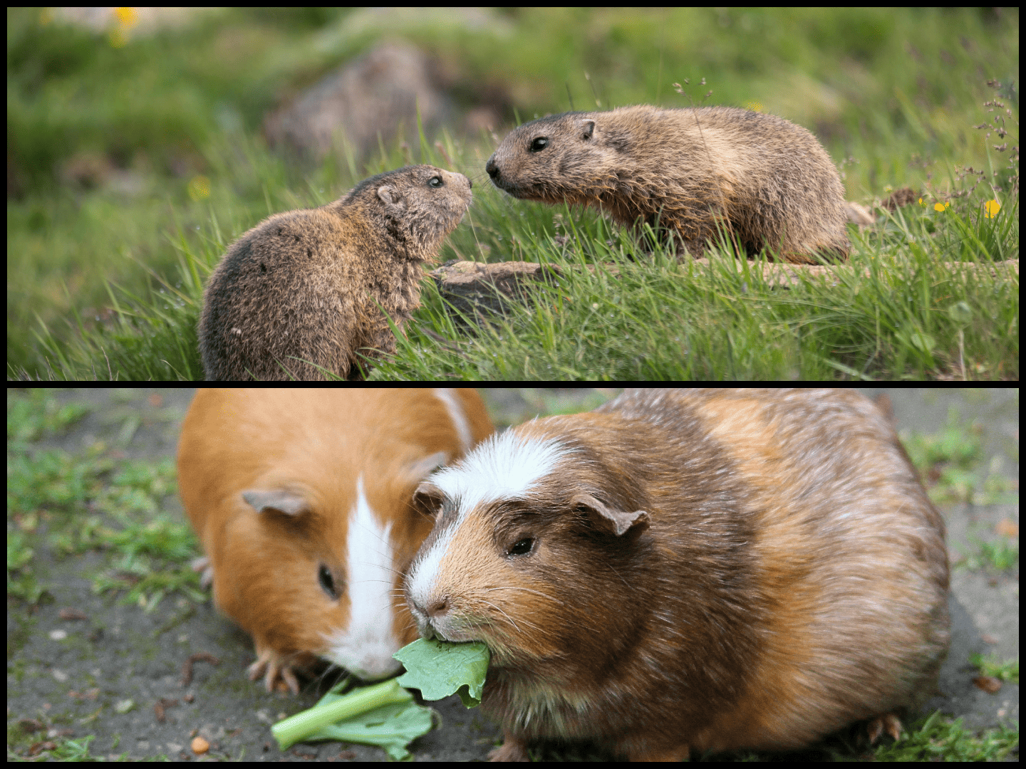 Marmot dan Guinea Pig, Sepupu Dekat atau Hanya Nama yang Mirip?
