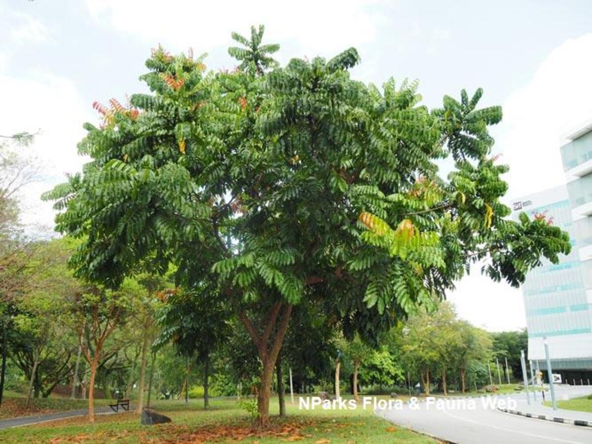 Matoa, Pohon Tropis Asli Indonesia yang Dijuluki "Lengkeng Papua"