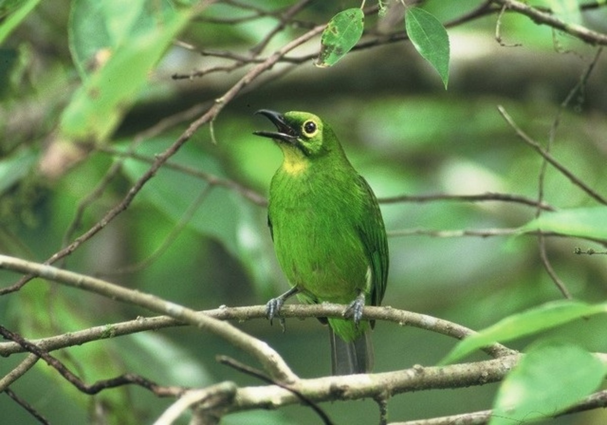 Mengenal Cucak Ijo, Burung Pengicau Misterius dari Alas Purwo