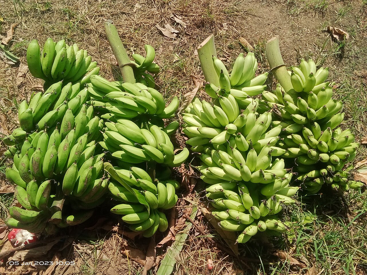 Mengenal Pisang Muli, Varietas khas Lampung yang Kaya Manfaat dan Gizi