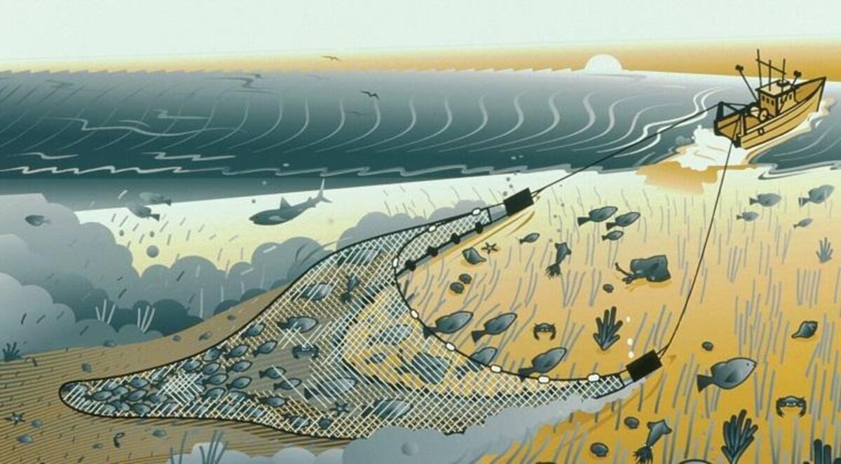 Mengenal Pukat Harimau, Alat Tangkap Ikan yang Membahayakan Seisi Lautan!