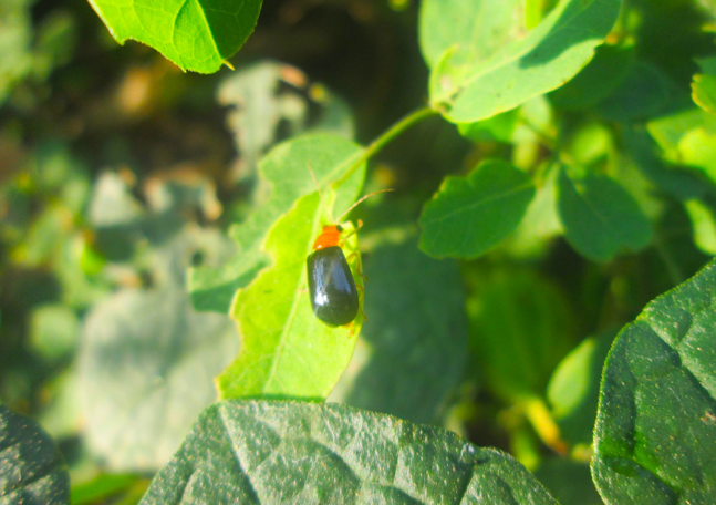 Oteng-Oteng, Hama Kecil Ancaman Serius Bagi Mentimun!