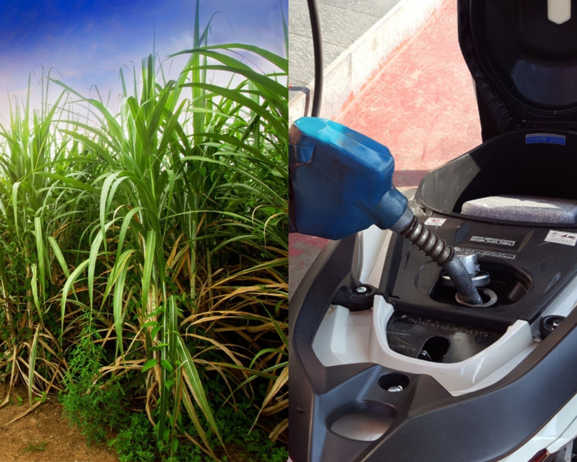 Pertamina Bangun Pabrik Bioetanol, Suplai Bahan Bakar Ramah Lingkungan ...