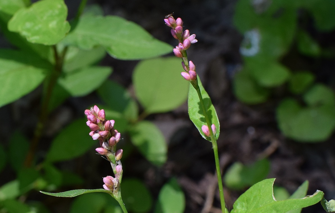 Polygonum minus, Tanaman Mungil dari Alam Tropis dengan Segudang Manfaat