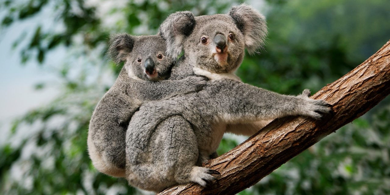 Punya Sidik Jari Mirip Manusia, si Imut Koala Bisa Kacaukan Penyidik ...