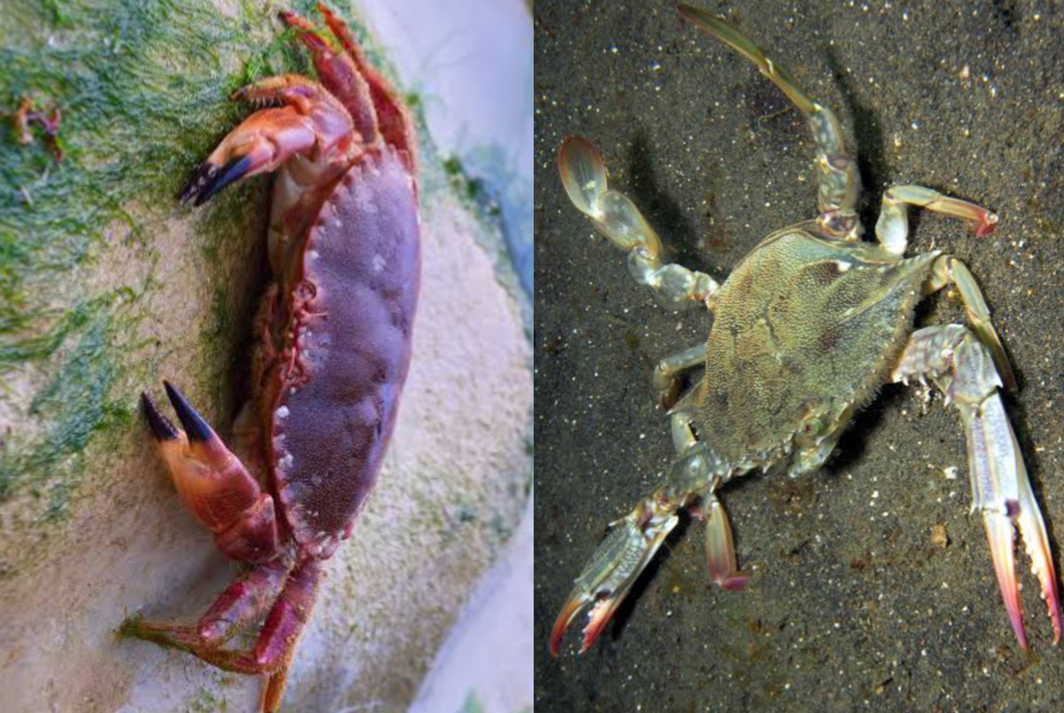 Serupa tapi Tak Sama, Ini 5 Perbedaan Kepiting dan Rajungan