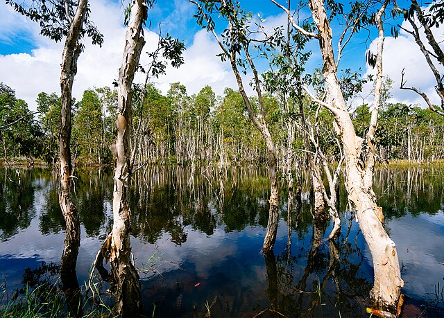 Taman Nasional Wasur, Serengeti-nya Indonesia di Papua