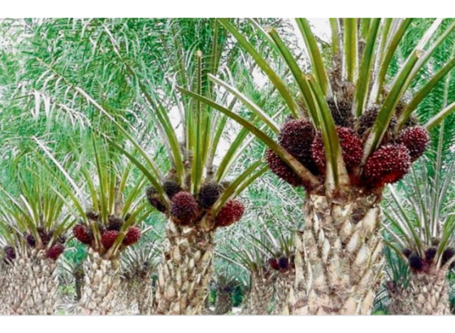 Transformasi Industri Sawit, Kontribusi BPDPKS di Target Net Zero Emission dan Penerimaan Negara