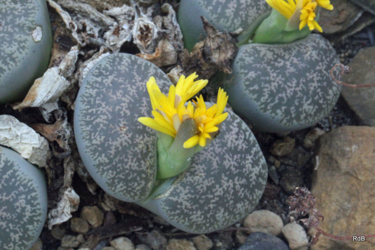Uniknya Lithops, Tanaman Sukulen yang Mirip "Batu Hidup"