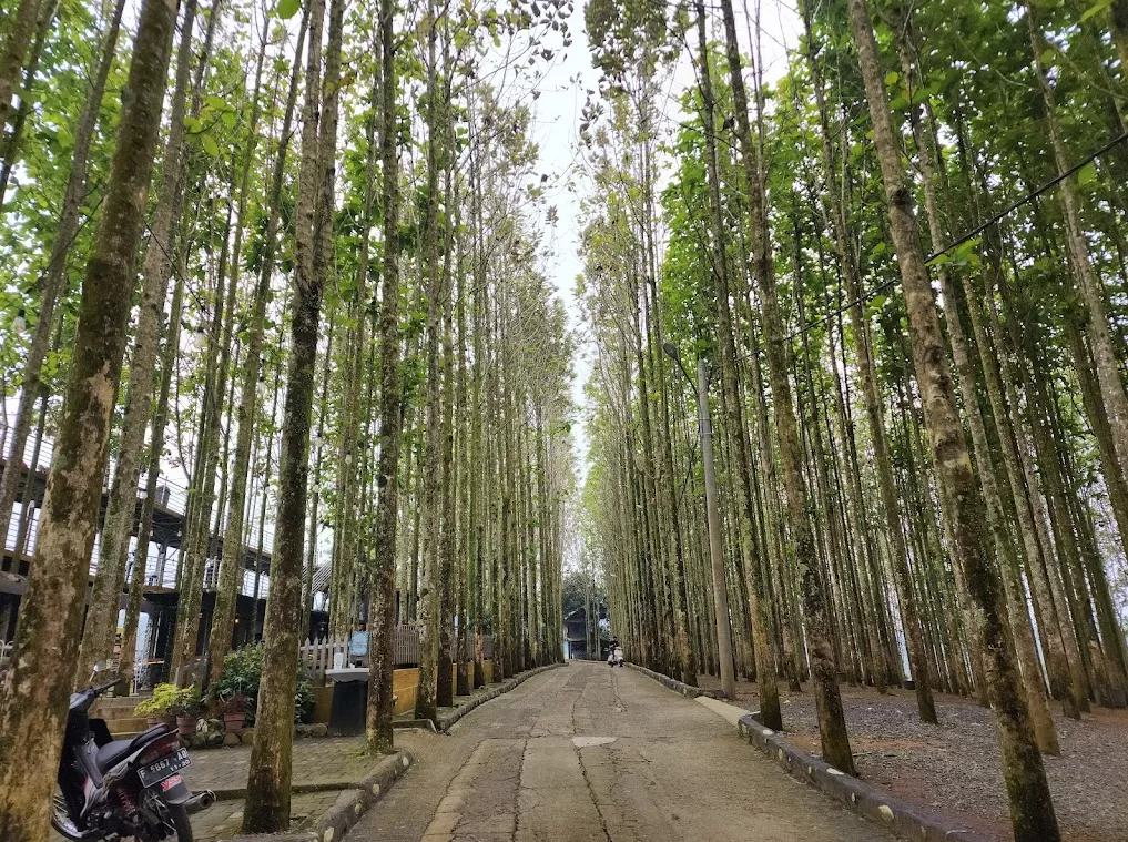 Wisata Jati Ombo Bogor: Serunya Rekreasi Keluarga di Tengah Hutan Jati!