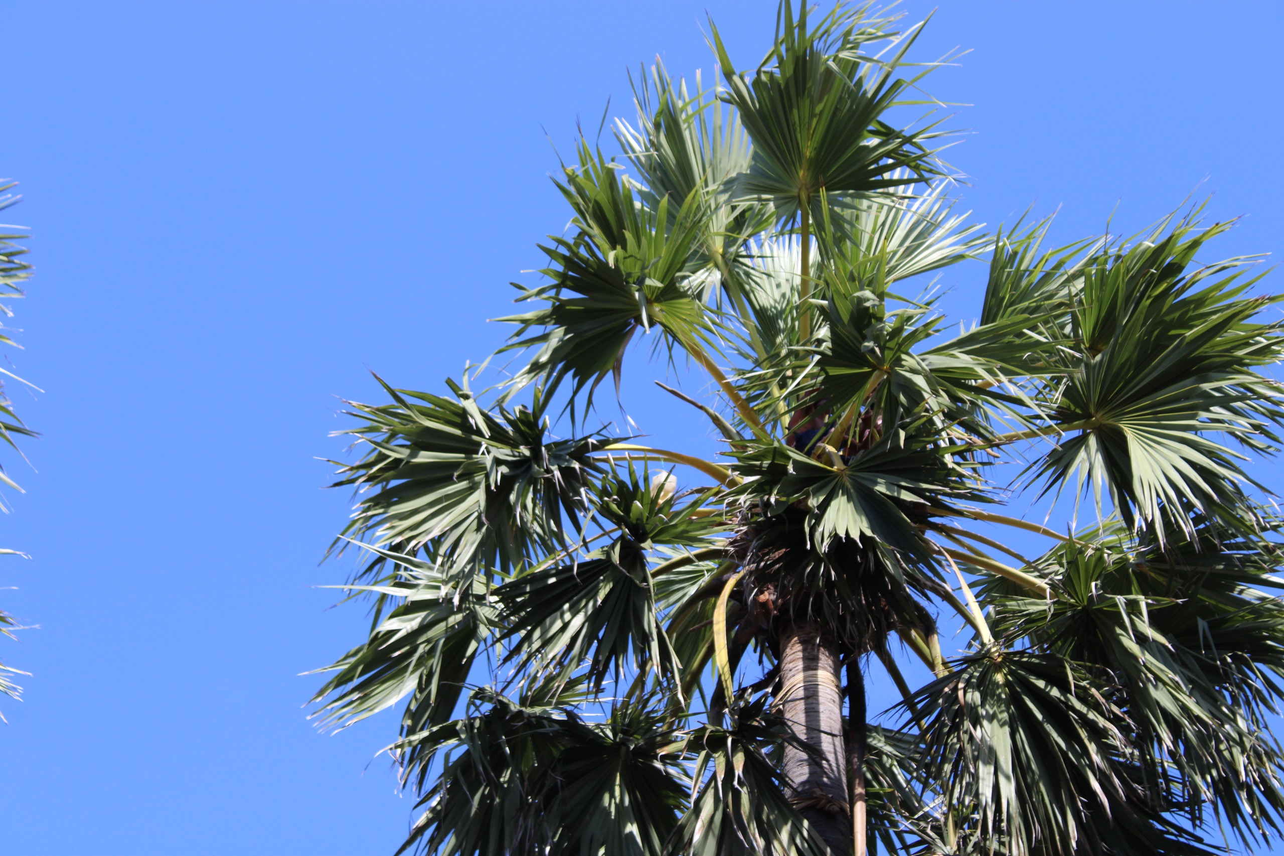 Arti Penting Lontar sebagai Pohon Kehidupan di NTT