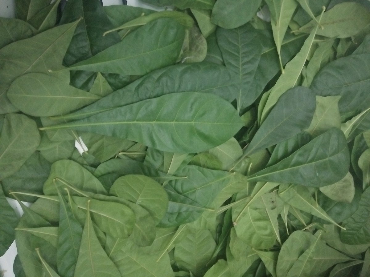 Daun Maja Asal Mojokerto Berkhasiat Sebagai Antibakteri pada ...