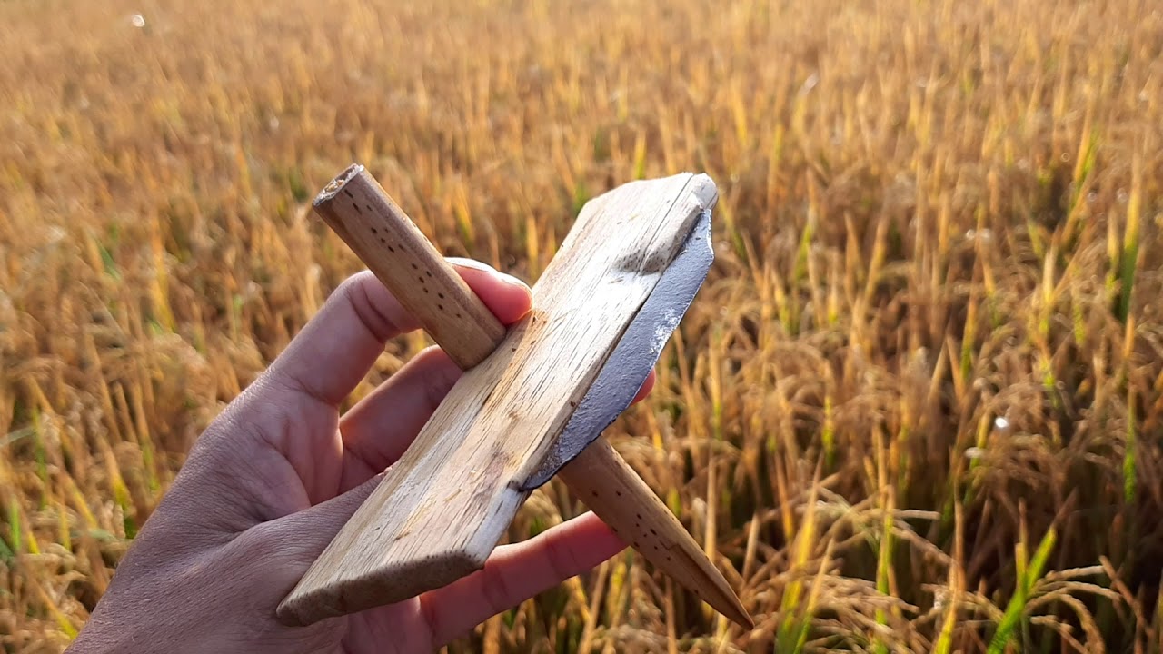 Cara Memanen Padi Secara Tradisional, Sudah Tahu?