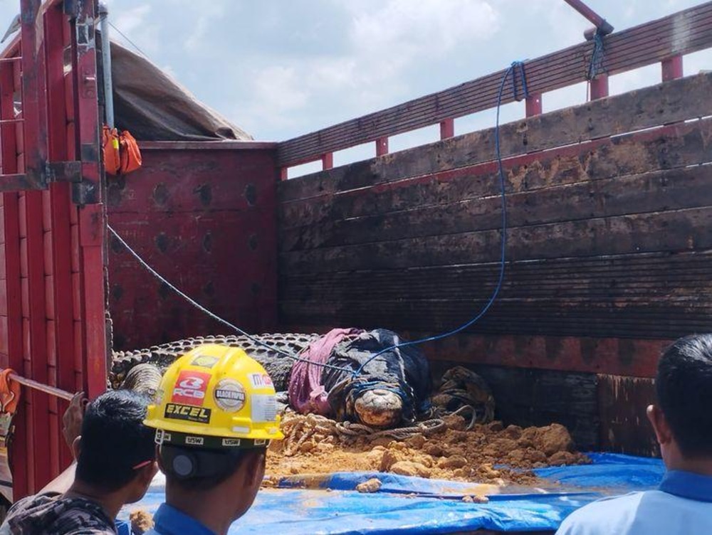 Tiga Ekor Buaya Muara Dipindahkan Ke Lembaga Konservasi SGBL