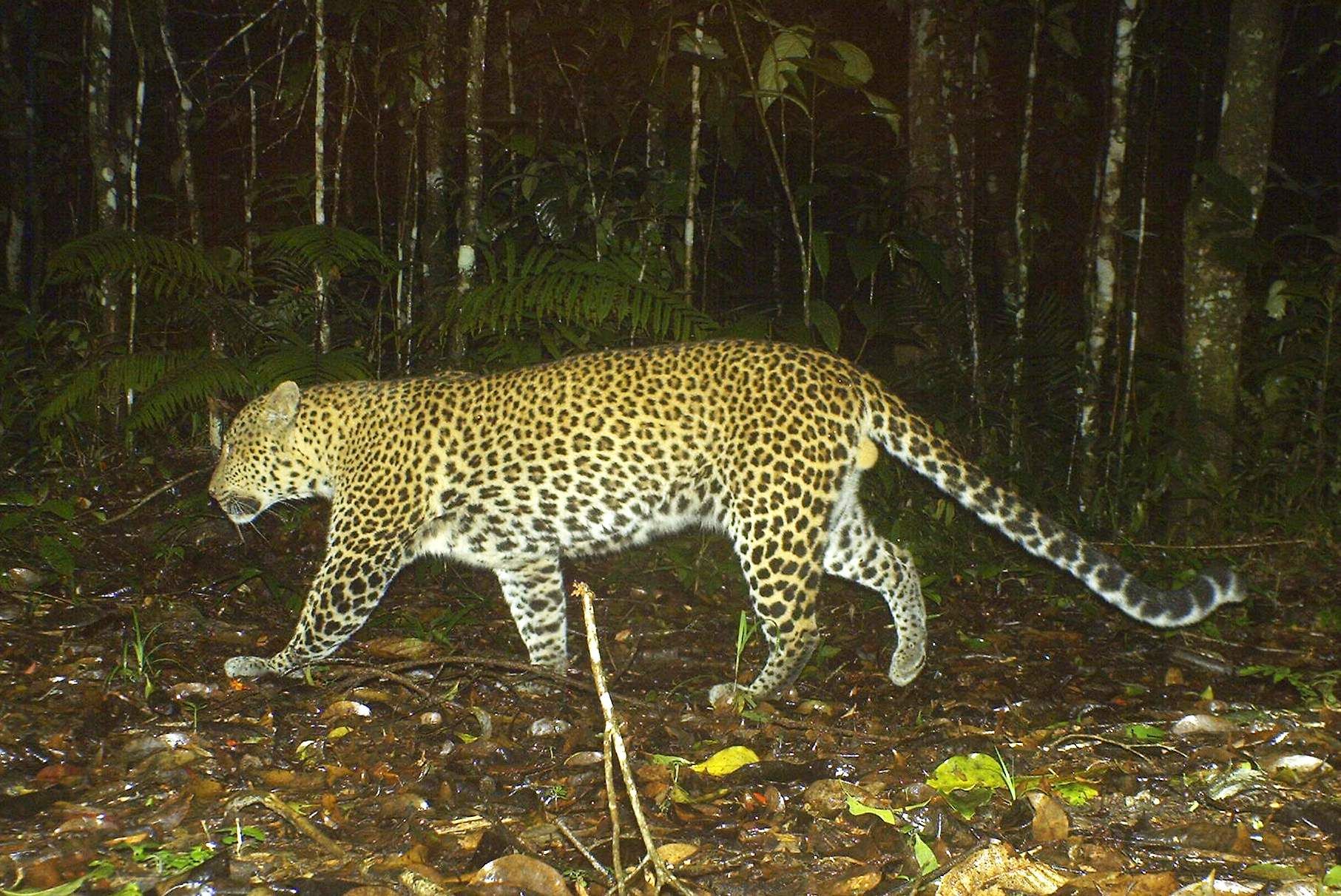Macan Kumbang dan Macan Dahan, Keunikan yang Perlu Diperhatikan