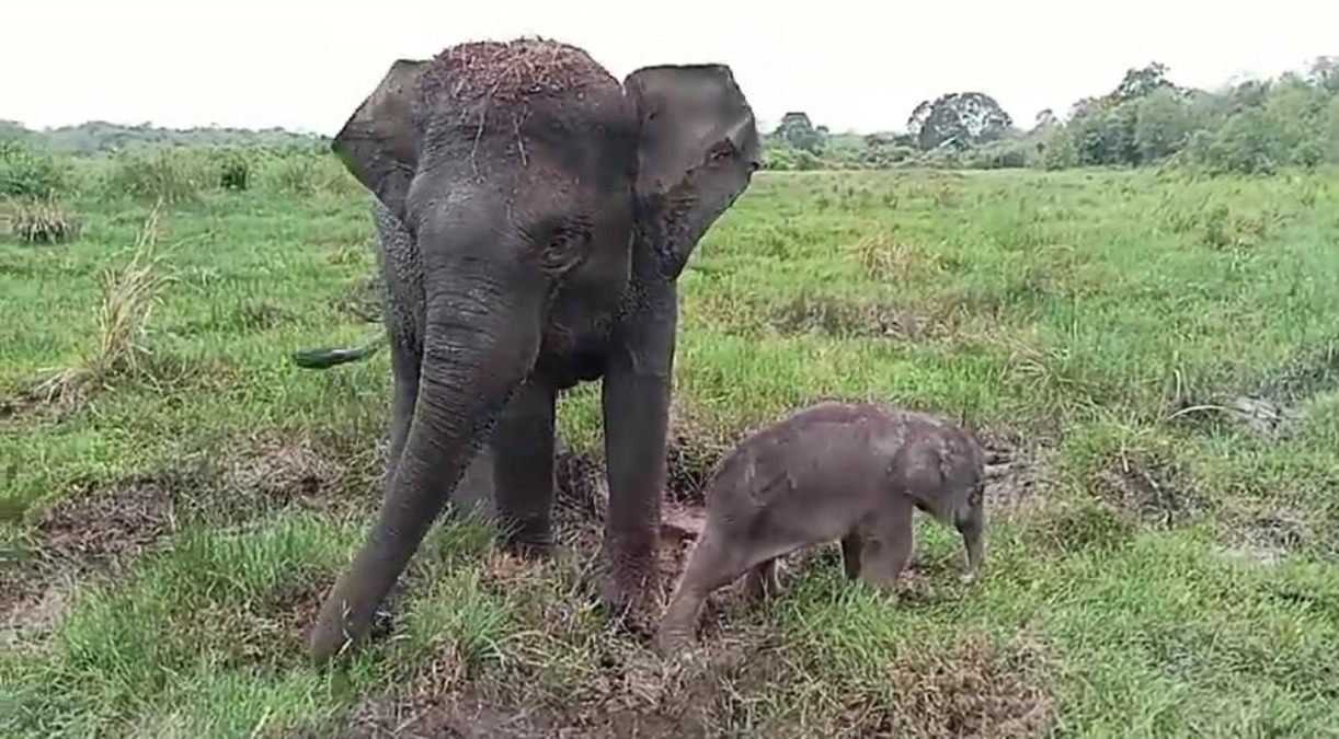 Setelah Badak, Bayi Gajah Sumatra Lahir di TN Way Kambas