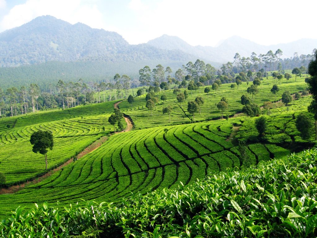 Bersama Parongpong, Bikin Bumi Jadi 'Plong'
