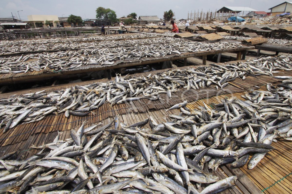 8 Pasar Ikan Terbaik di Jakarta