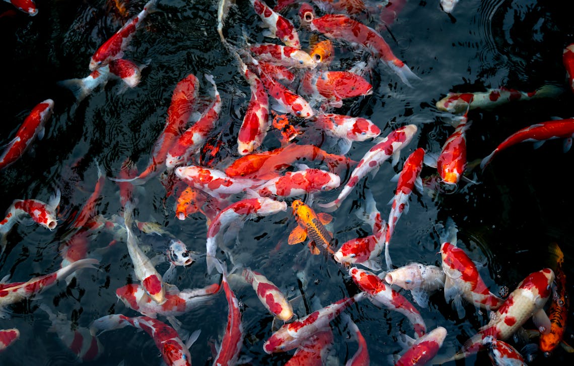 Teknologi Tangga Ikan, Inovasi yang akan Dikenalkan Indonesia pada 10th ...