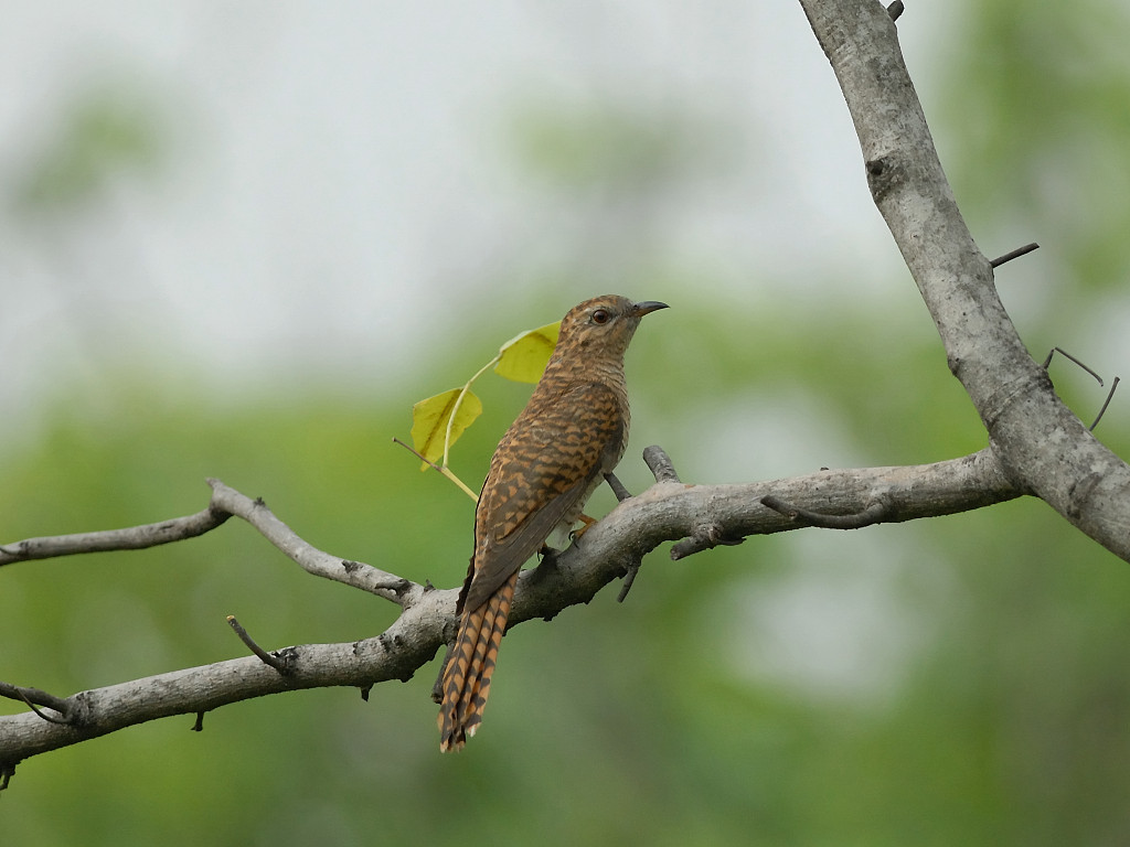 Terkenal Licik dan Egois, Seperti Apa Kehidupan Burung Wiwik Kelabu?