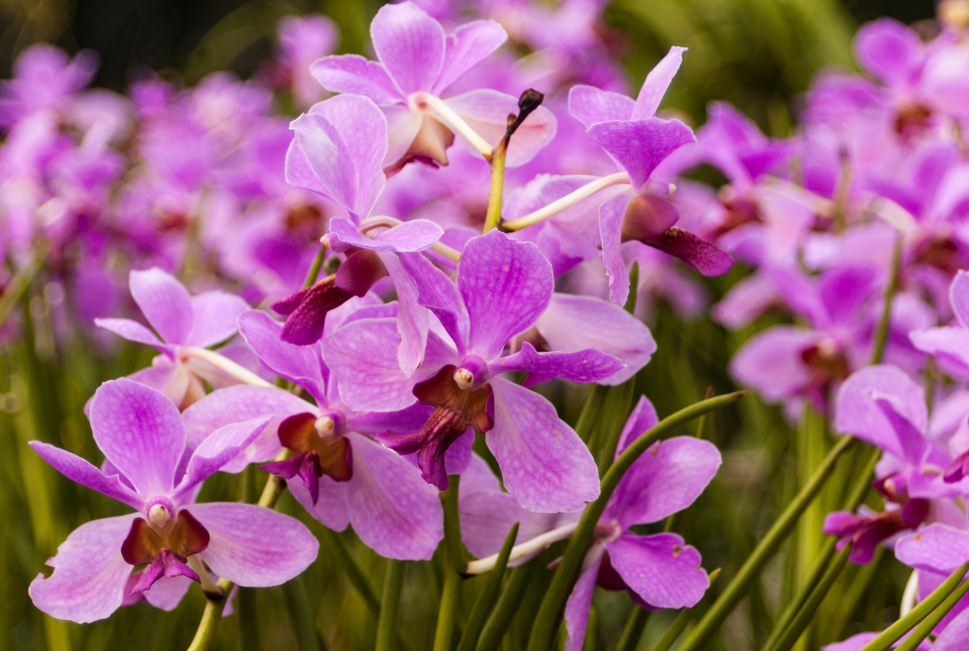 Anggrek Vanda Douglas, Bunga Cantik Nan Mempesona Ikon Kota Tangerang ...