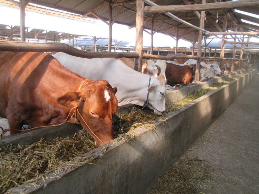 Silase, Cadangan Pakan Ternak Saat Kemarau