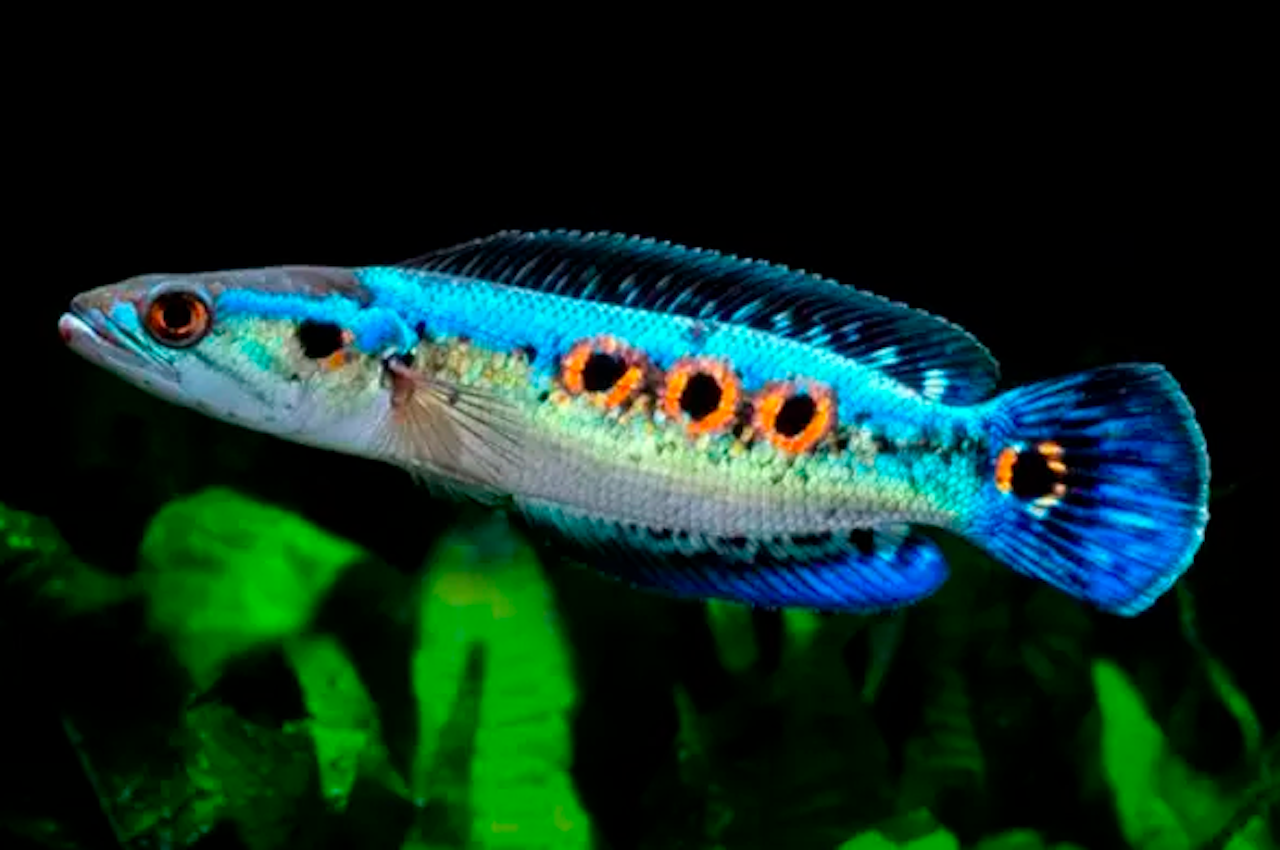 8 Jenis Ikan Channa yang Populer dan Cocok Dipelihara di Akuarium