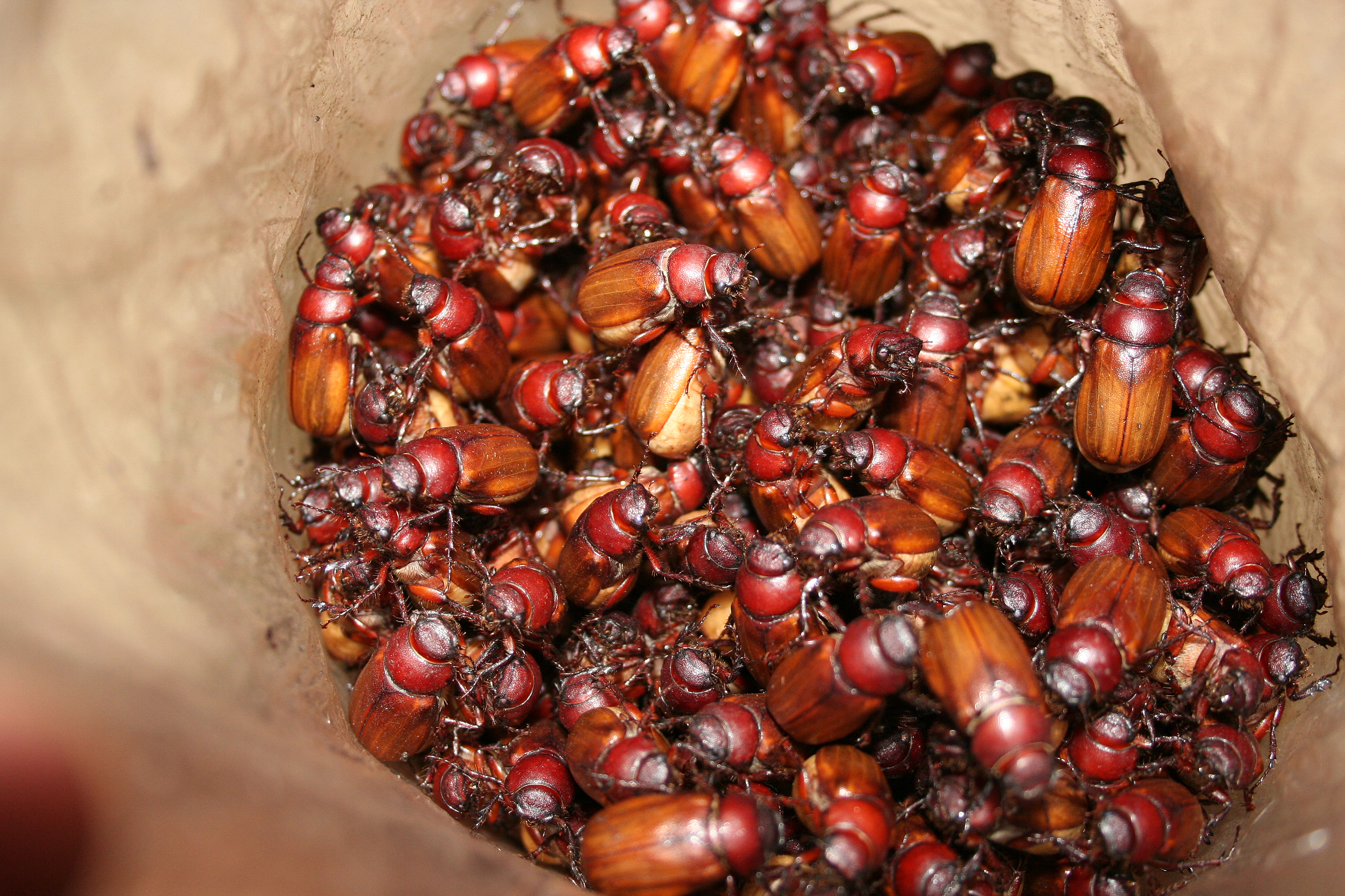 Ketika Hama Puthul jadi Kuliner Favorit Warga Gunungkidul