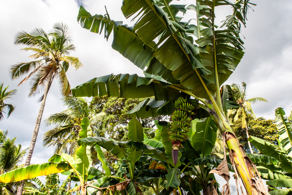 Musa Ingens, Pohon Pisang Raksasa Endemik Papua