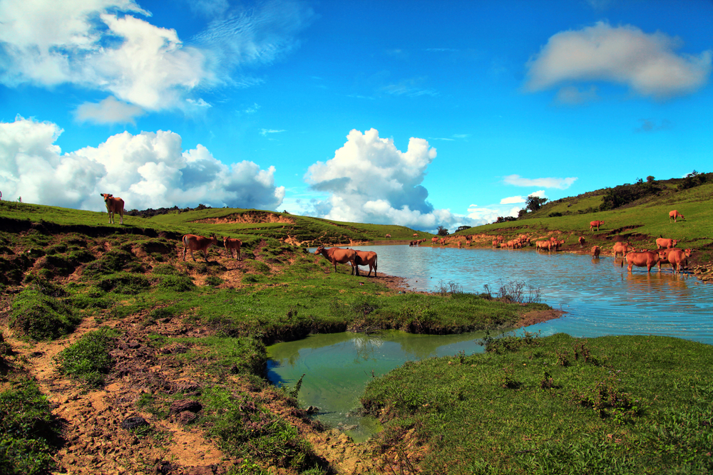 Menikmati Keindahan Hamparan Padang Rumput Eksotis di Fulan Fehan