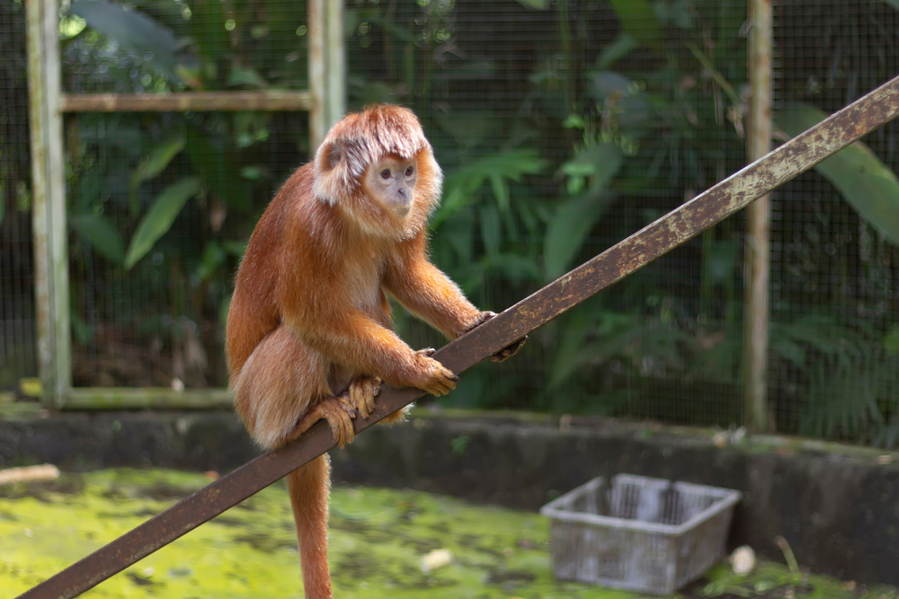 Menjaga Kelestarian Lutung Budeng, Satwa Endemik Indonesia yang ...