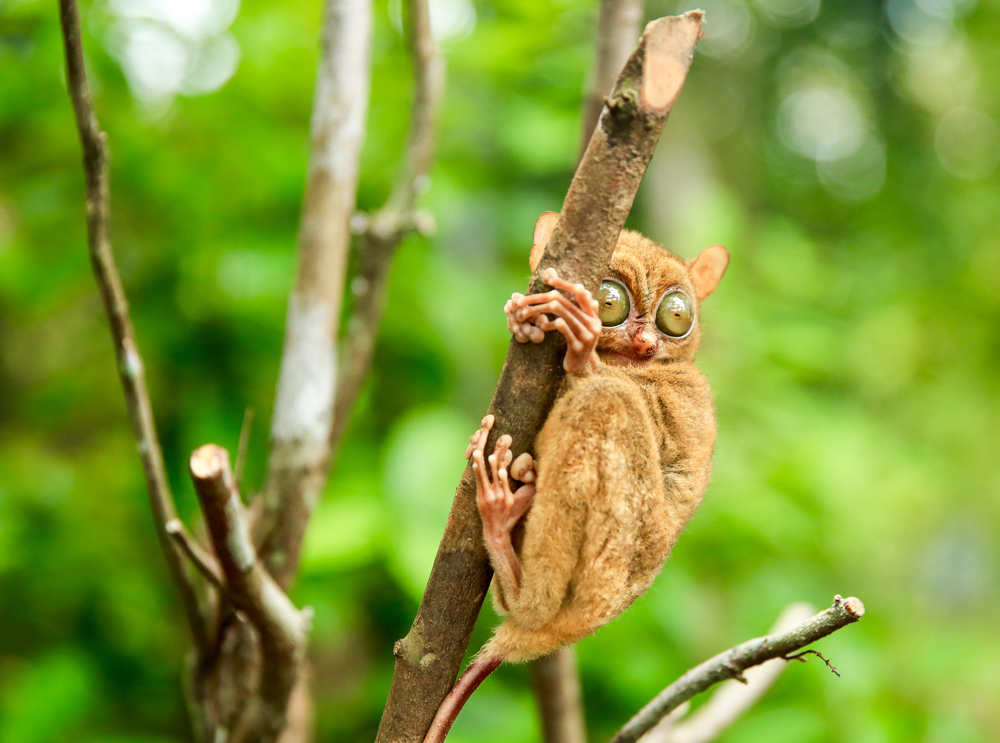 Mentilin, Primata Imut Bermata Bulat yang Jadi Maskot Bangka Belitung