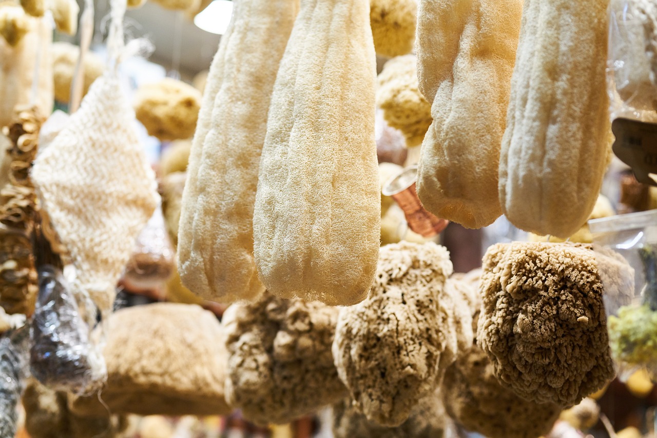 Filum Porifera, Makhluk Hidup Laut Ikon Spongebob