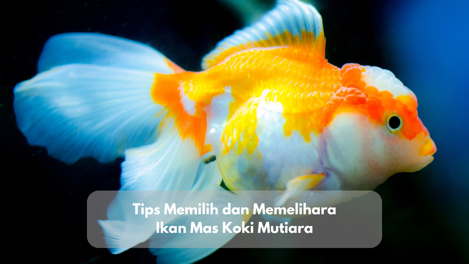 Tips Memilih dan Memelihara Ikan Mas Koki Mutiara