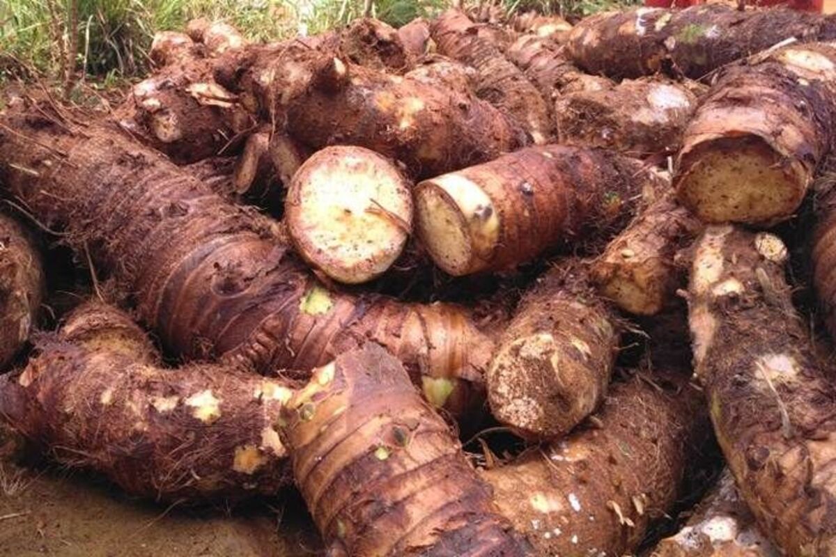 7,5 Ton Talas Beneng Diekspor ke Amerika Serikat, Apa Manfaatnya?