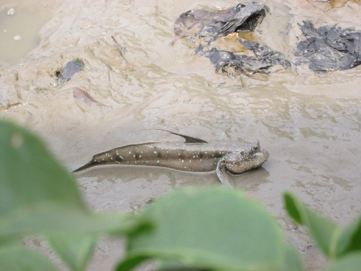 Gelodok, Ikan Amfibi Khas Penghuni Habitat Berlumpur