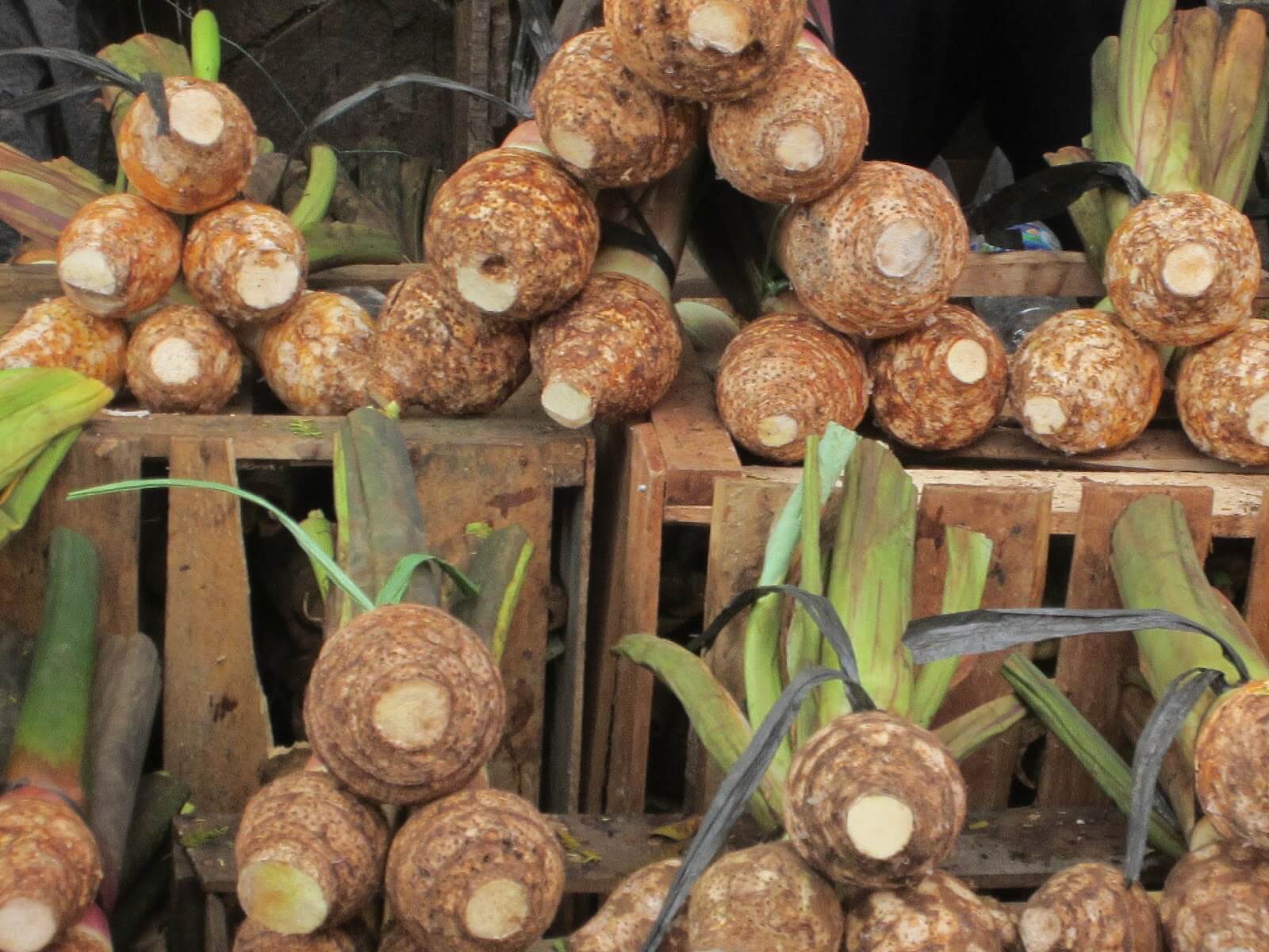 Talas, Oleh-Oleh Asal Bogor yang Kaya Nutrisi