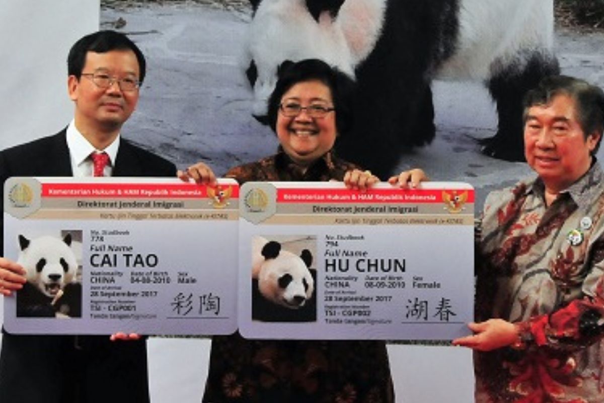 Hu Chun dan Cai Tao, Sepasang Panda Raksasa Perekat Hubungan Indonesia ...
