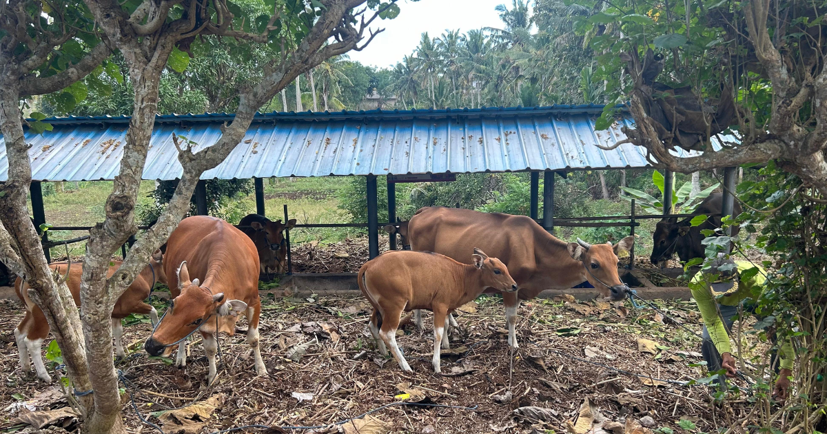 Sapi Bali, Pelestarian Simbol Kekayaan Budaya dan Ekonomi Masyarakat ...